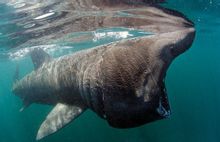 Brugde - Sider [1] - Verden leksikon kunnskap