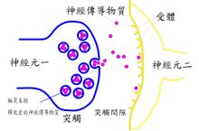 Synapse - Sider [2] - Verden leksikon kunnskap