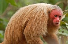 Pattedyr - Søkeresultatet - Sider [10] - Verden leksikon kunnskap