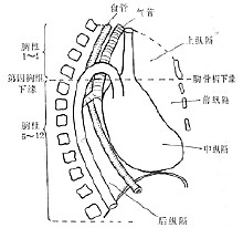 Perikardial cyste - Sider [2] - Verden leksikon kunnskap